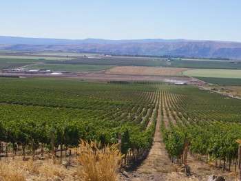 Vineyard Information - Brian Carter Cellars